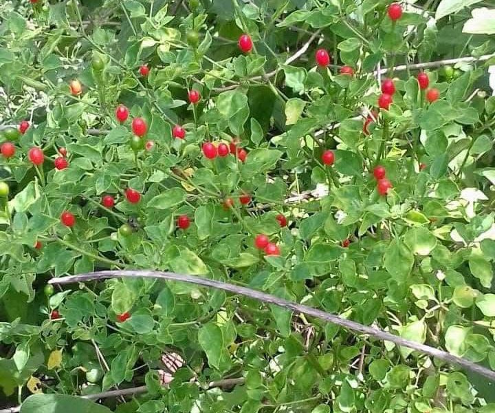 Llega la Temporada de Chile de Monte y con ello las Serpientes de ...